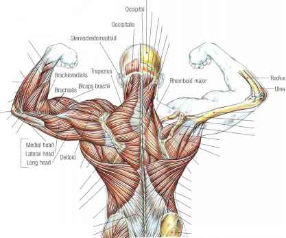 De spieren in de rug trainen: wat is de beste manier? - FITsociety